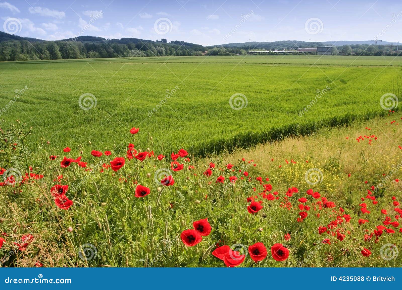Poppies fields stock photo. Image of blue, grow, clouds - 4235088