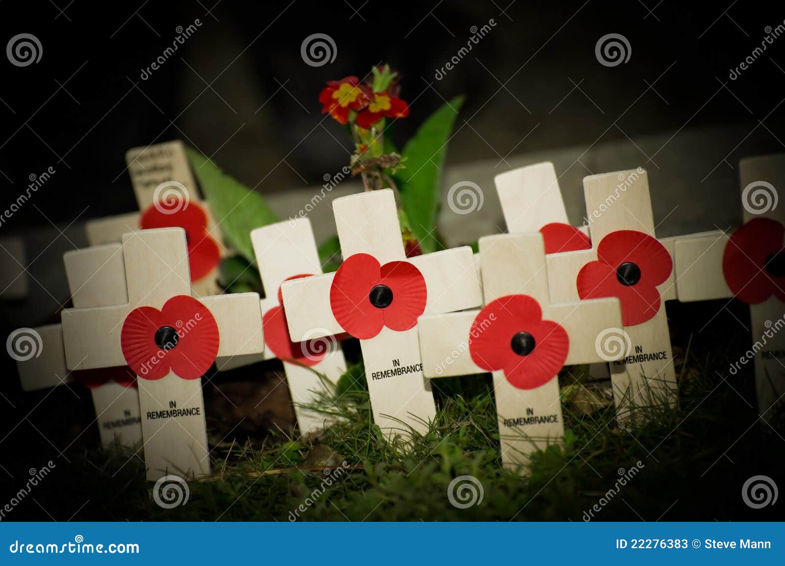 Poppy Crosses Dedicated To Missing Soldiers Of WW1 Royalty-Free Stock ...