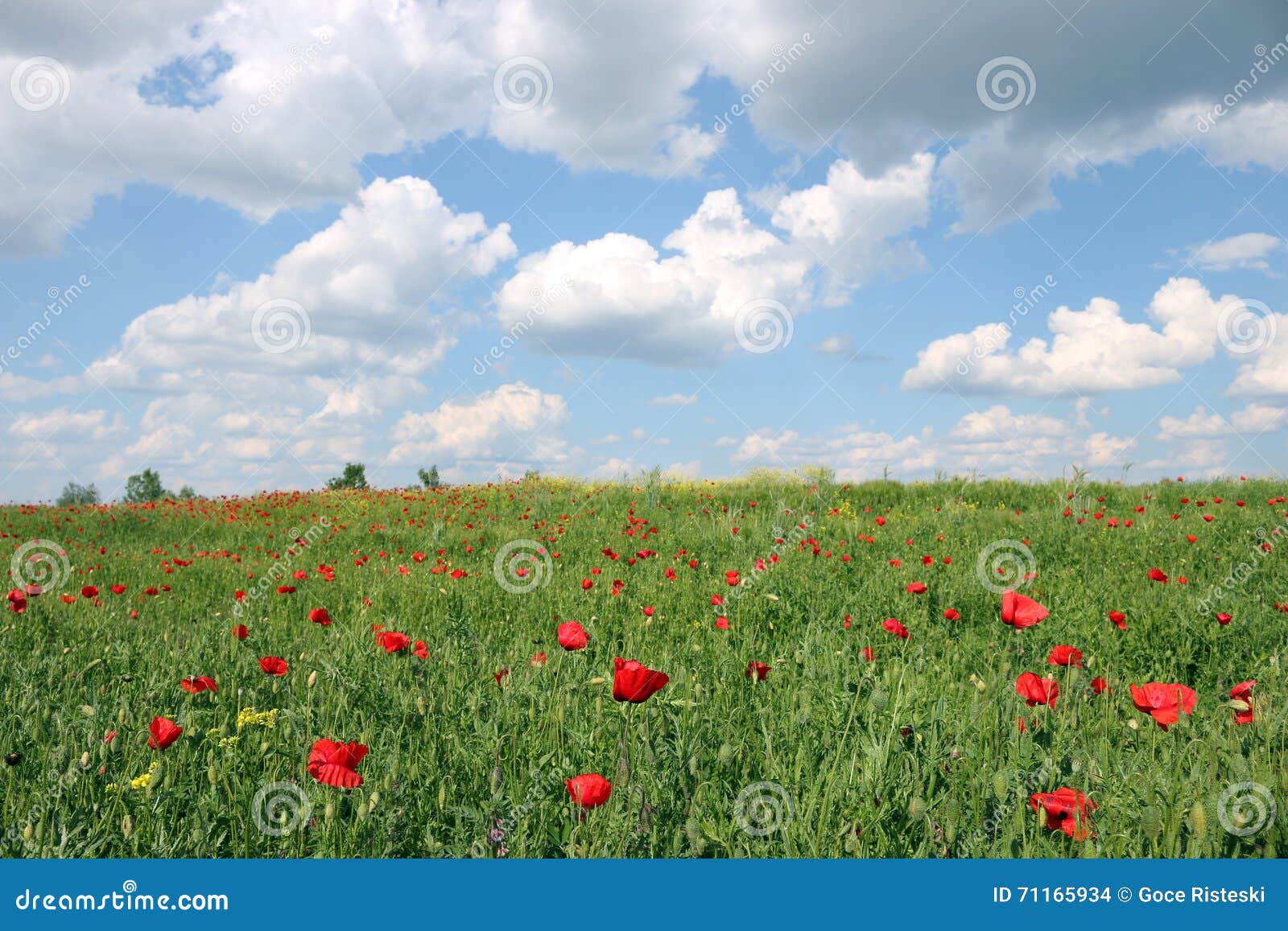 Poppies Flower and Blue Sky Spring Stock Photo - Image of rural, petal ...