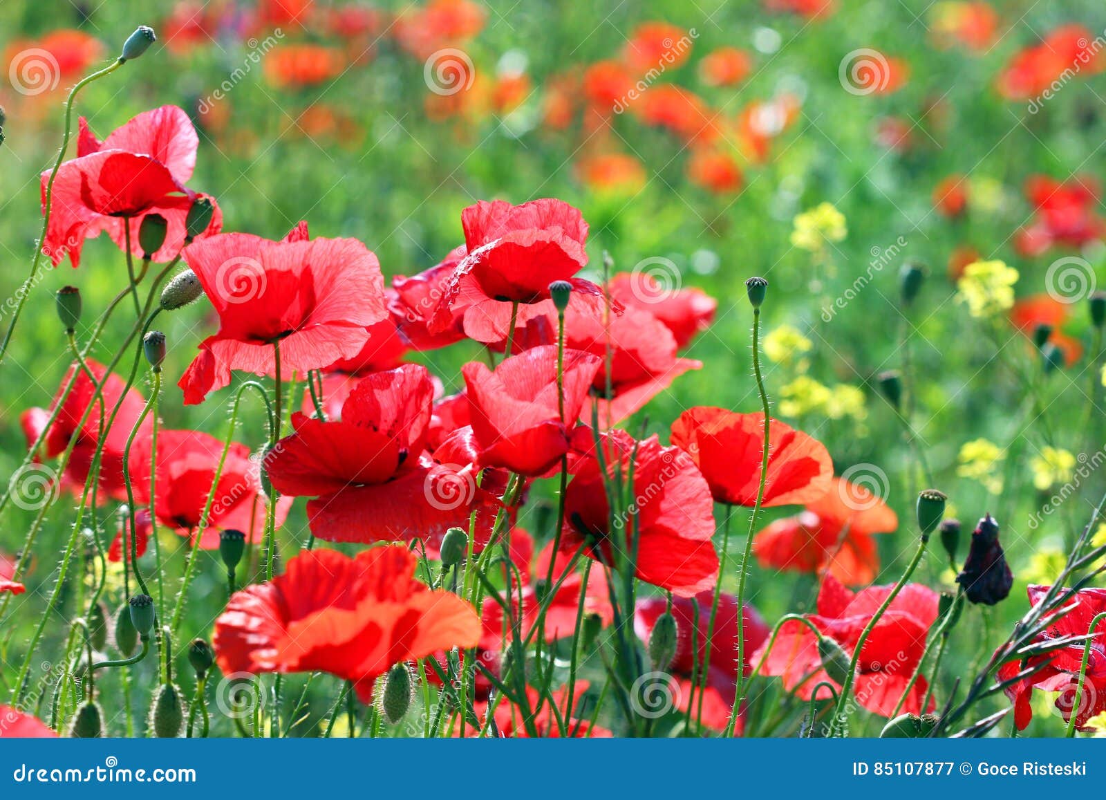 Poppies flower field stock image. Image of green, floral - 85107877