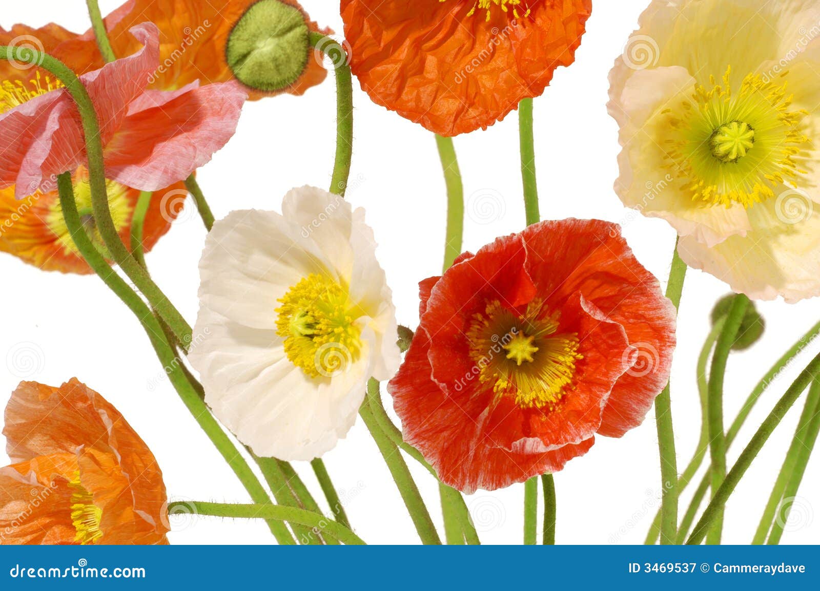 Poppies Flowers Floral stock image. Image of flowers, poppy - 3469537