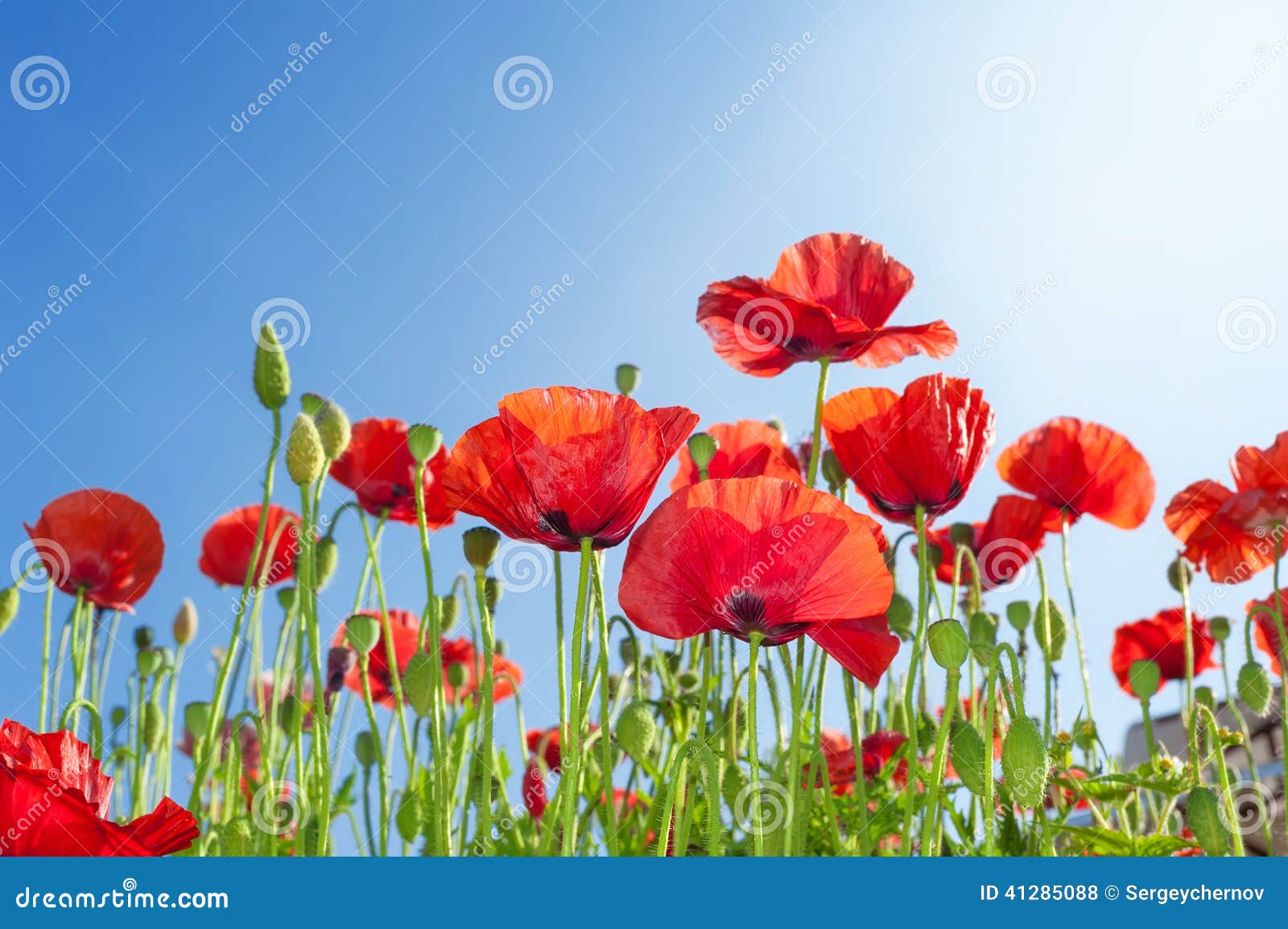Poppies flowers stock photo. Image of botany, closeup - 41285088