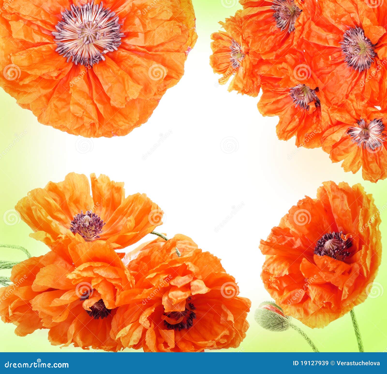 Poppies frame stock image. Image of isolate, border, bouquet - 19127939