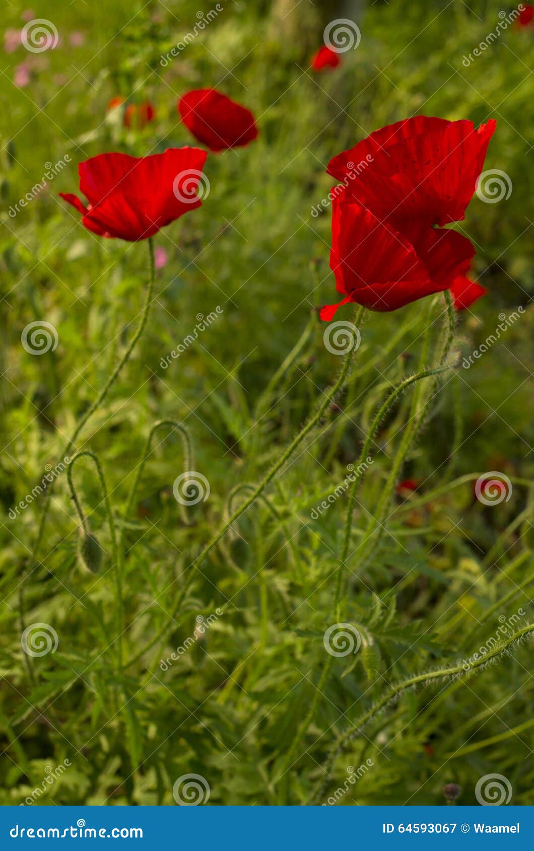 Poppies in the grass stock image. Image of nature, remembrance - 64593067