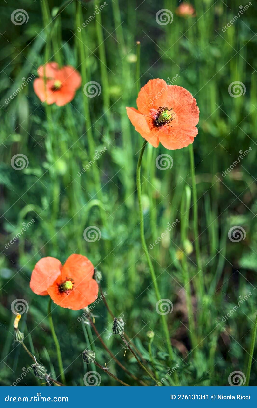 Poppies in the Grass Seen Up Close Stock Image - Image of fresh ...