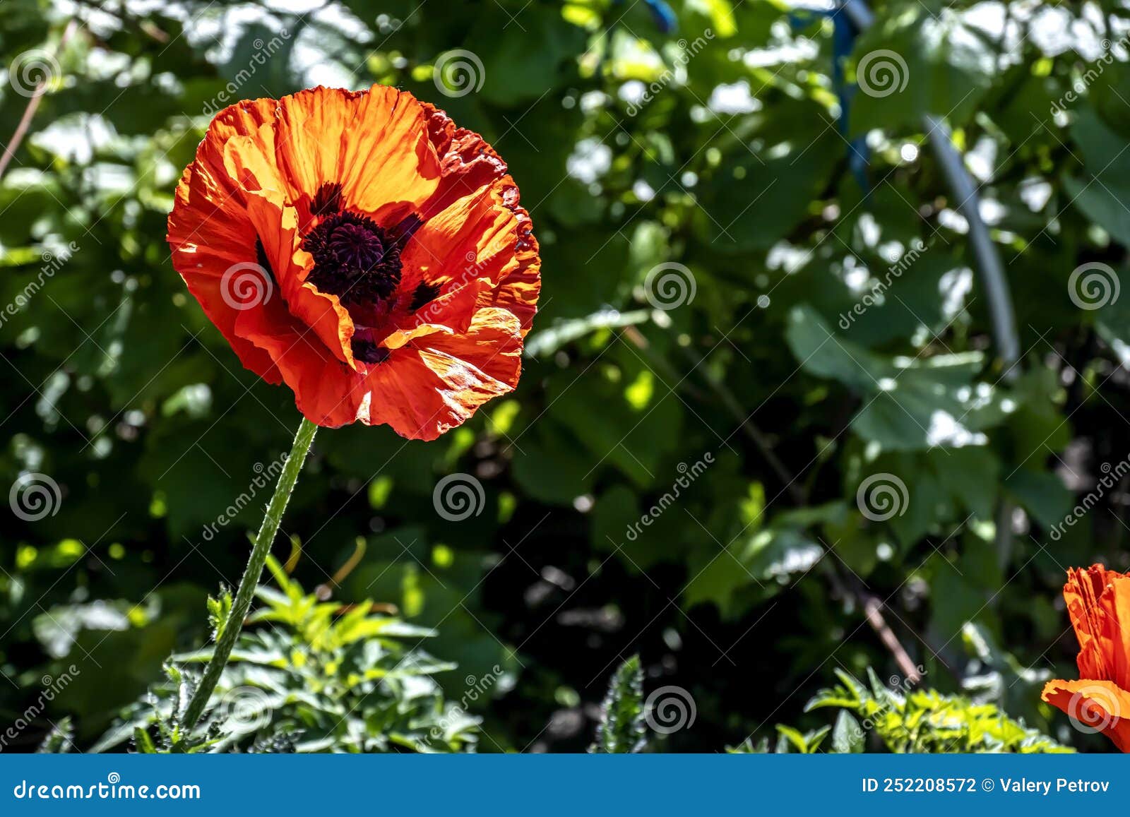 Poppies Illuminated by the Sun in the Garden Stock Photo - Image of ...