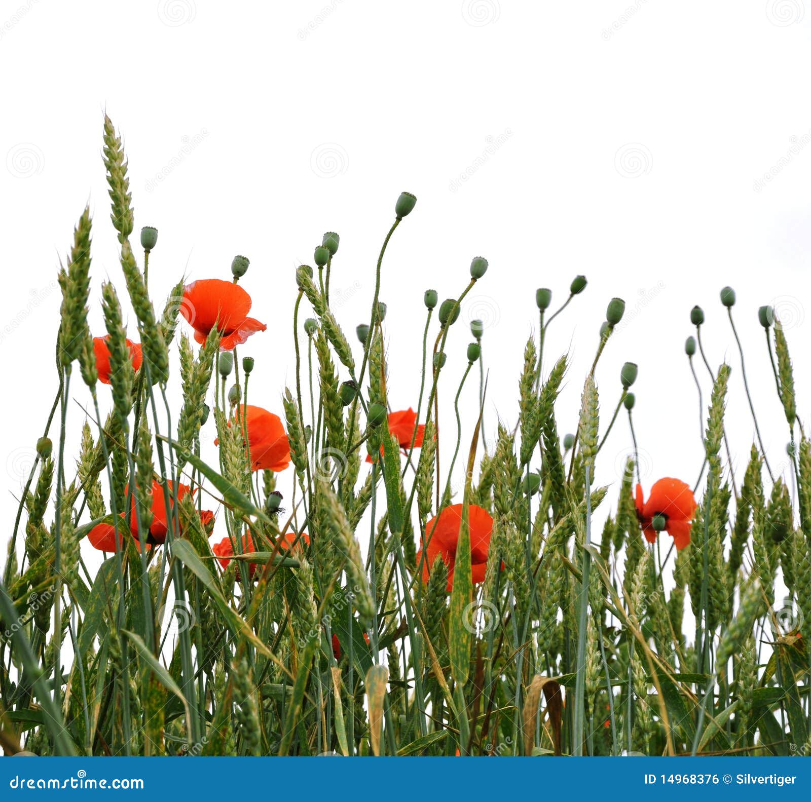 Poppies Isolated Om White Background Stock Photo - Image of flower ...