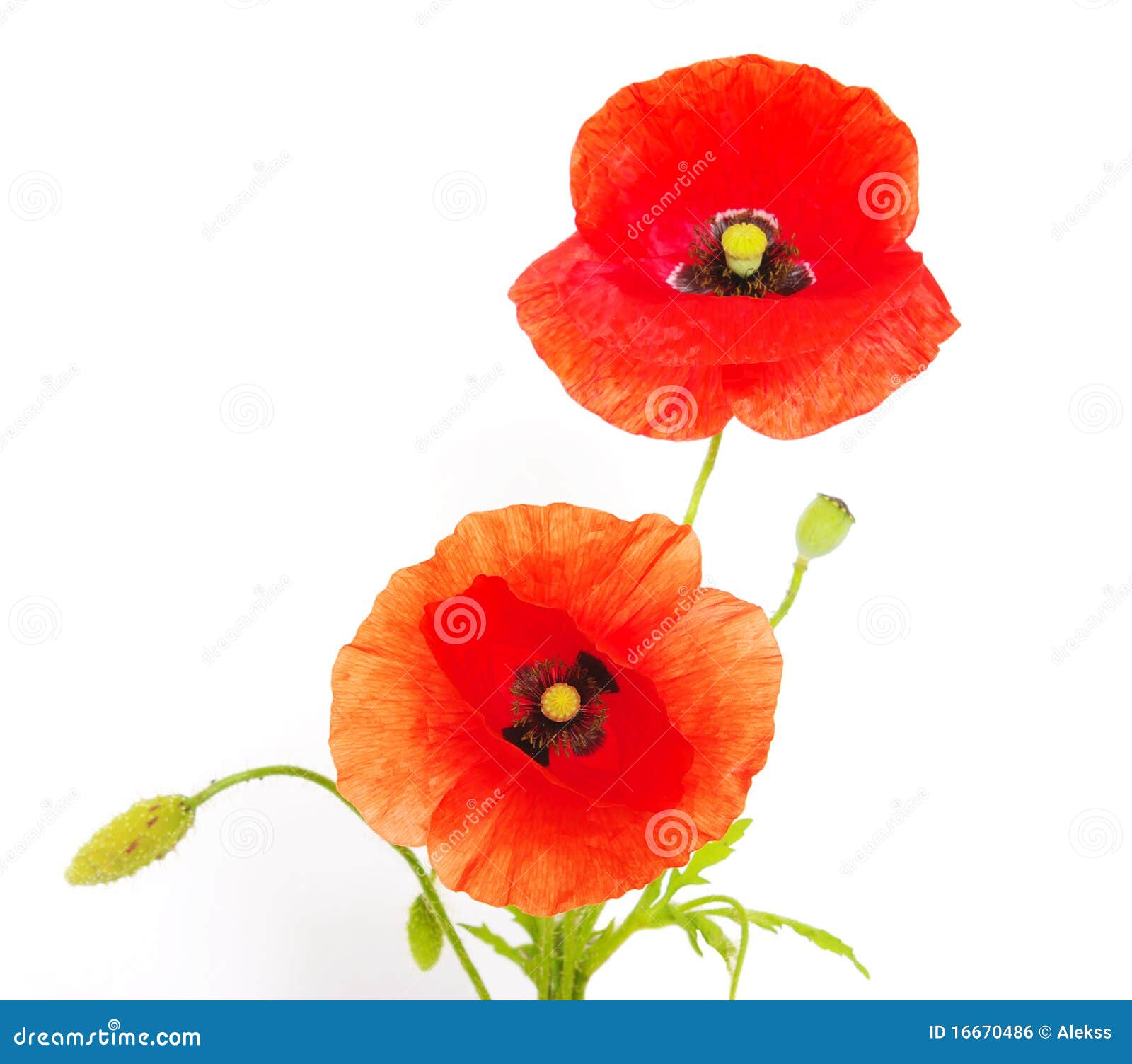 Poppies isolated on white stock photo. Image of flower - 16670486