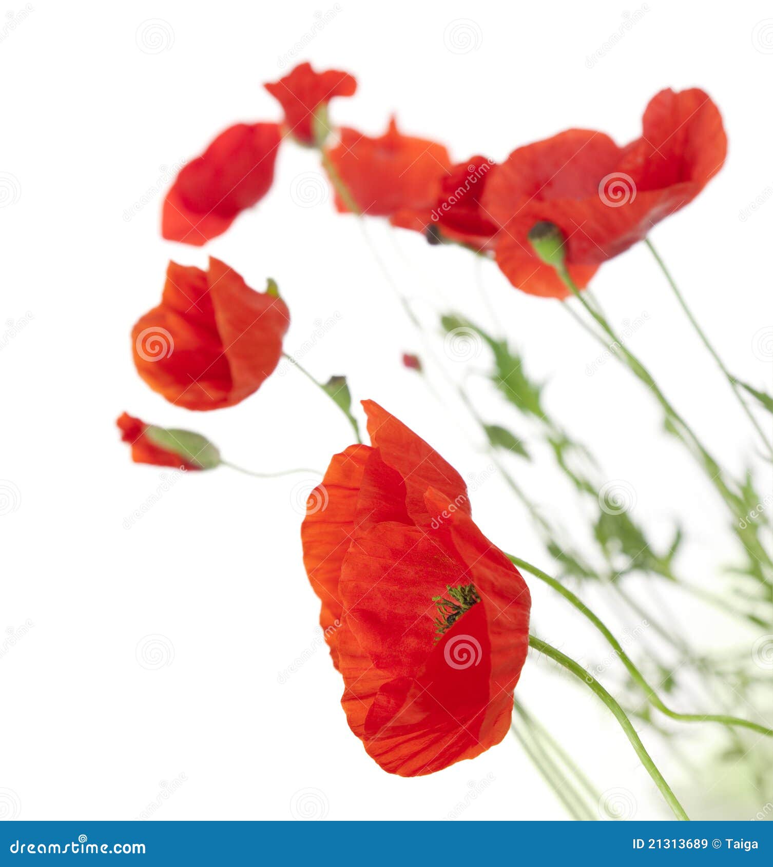 Poppies Isolated on White Background Stock Image - Image of garden ...