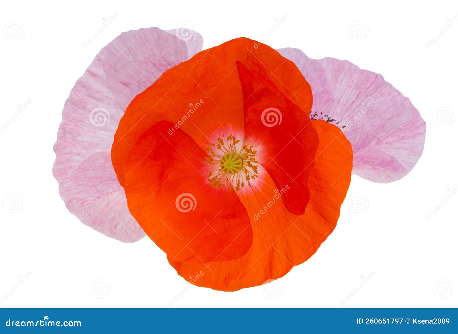 Flower poppies isolated stock image. Image of blossom - 260651797