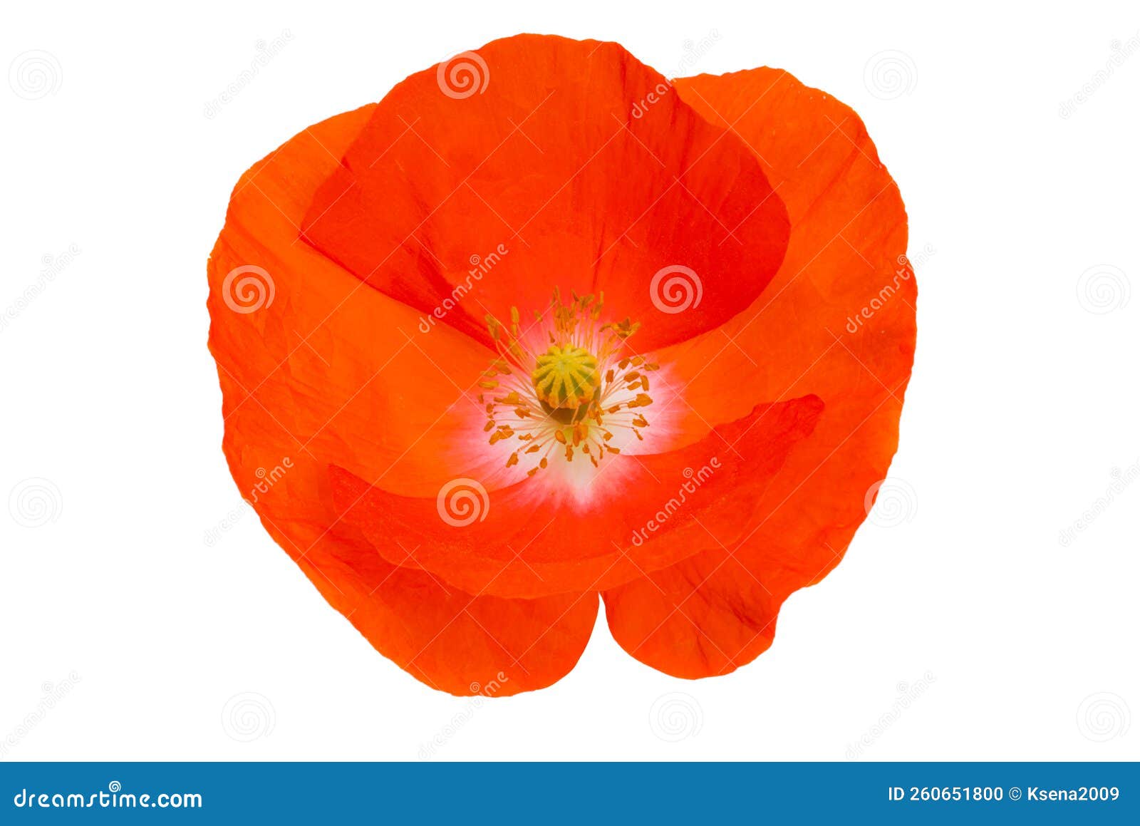 Flower poppies isolated stock photo. Image of spring - 260651800