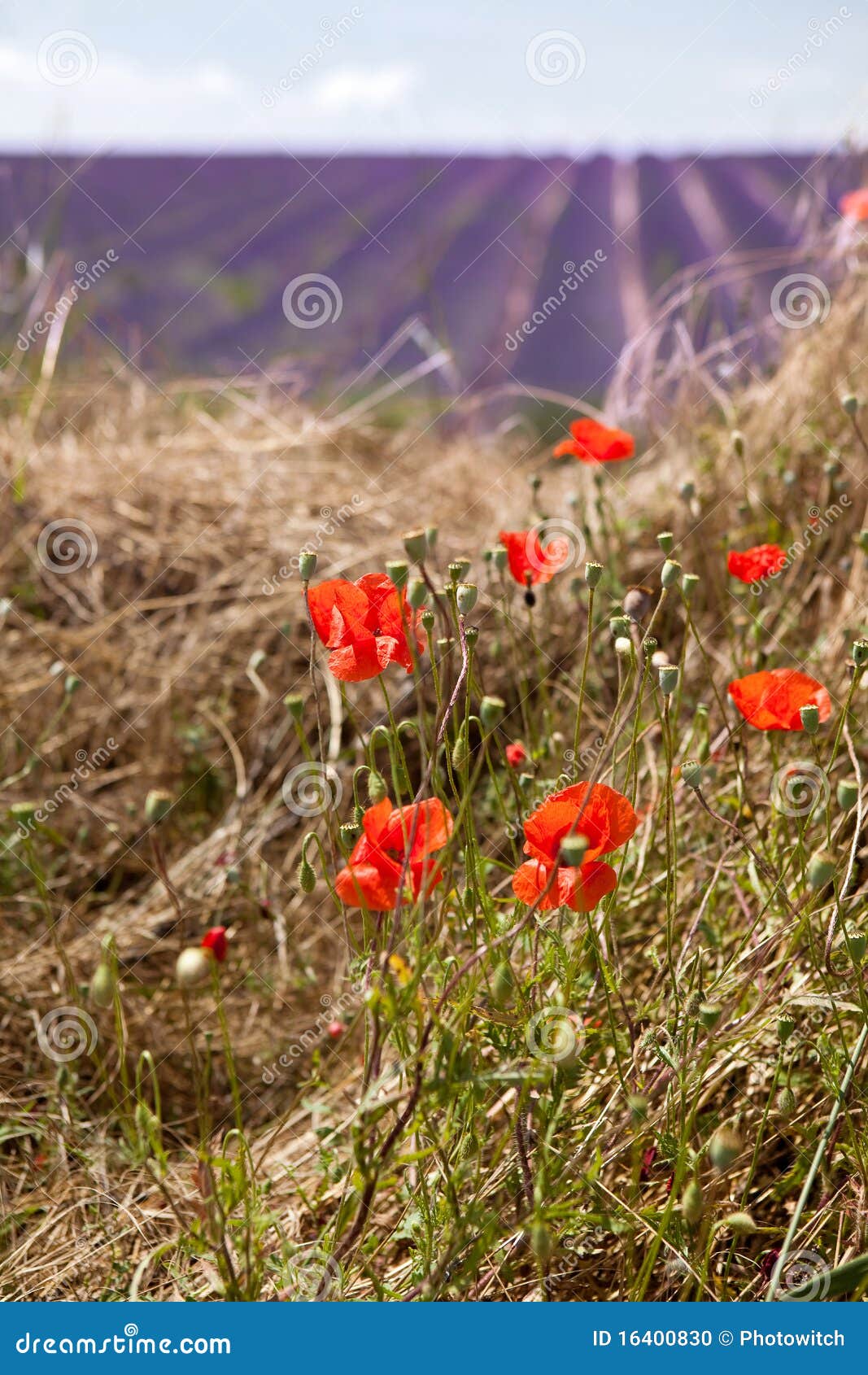 Poppies and lavender stock photo. Image of flowers, beauty - 16400830