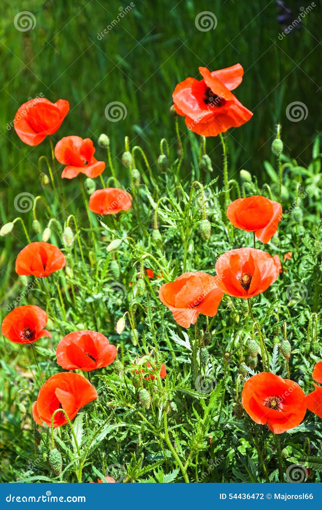 Poppies stock photo. Image of plant, angle, field, blossom - 54436472