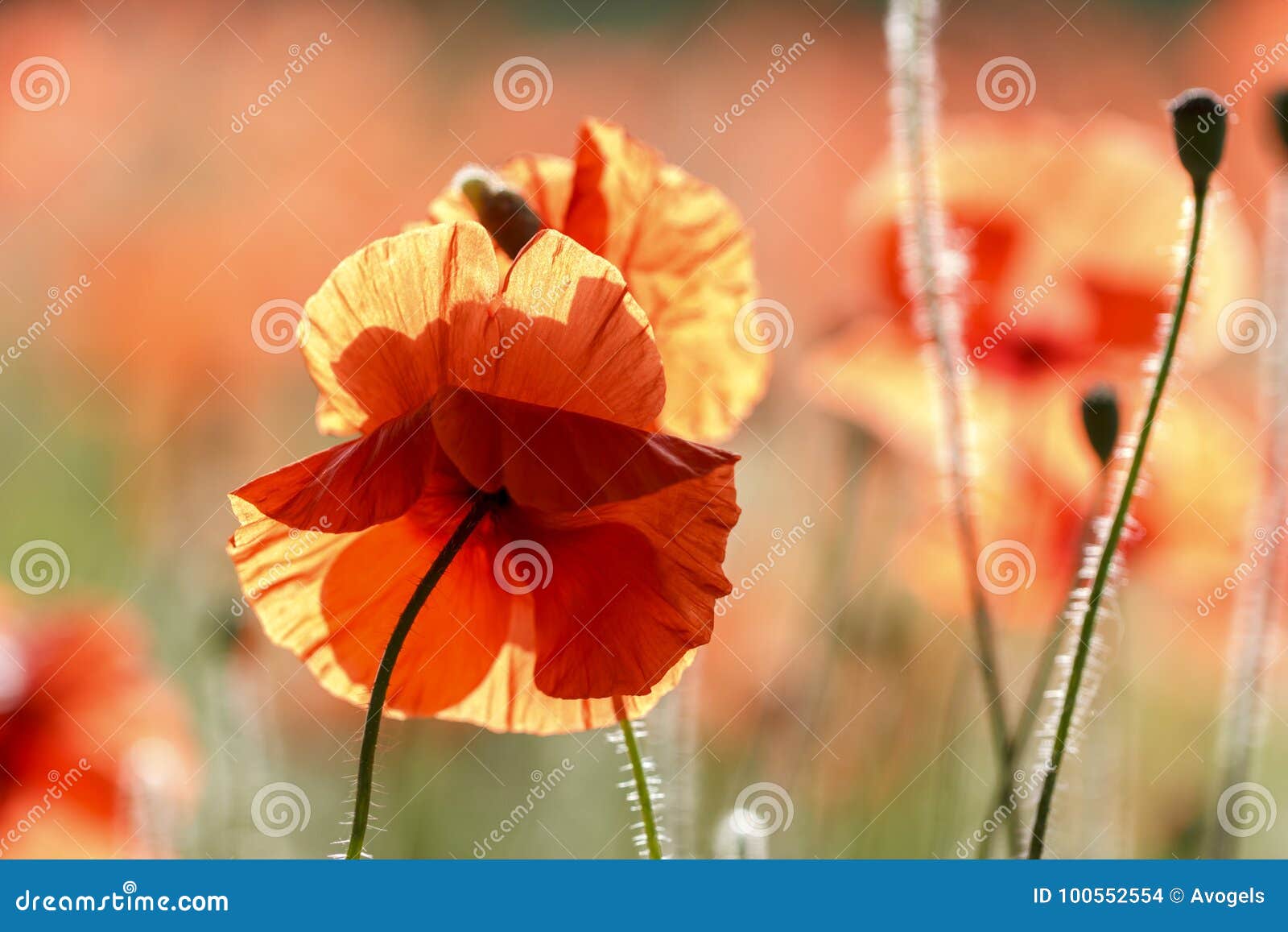 Poppies stock photo. Image of spring, plant, poppy, farm - 100552554