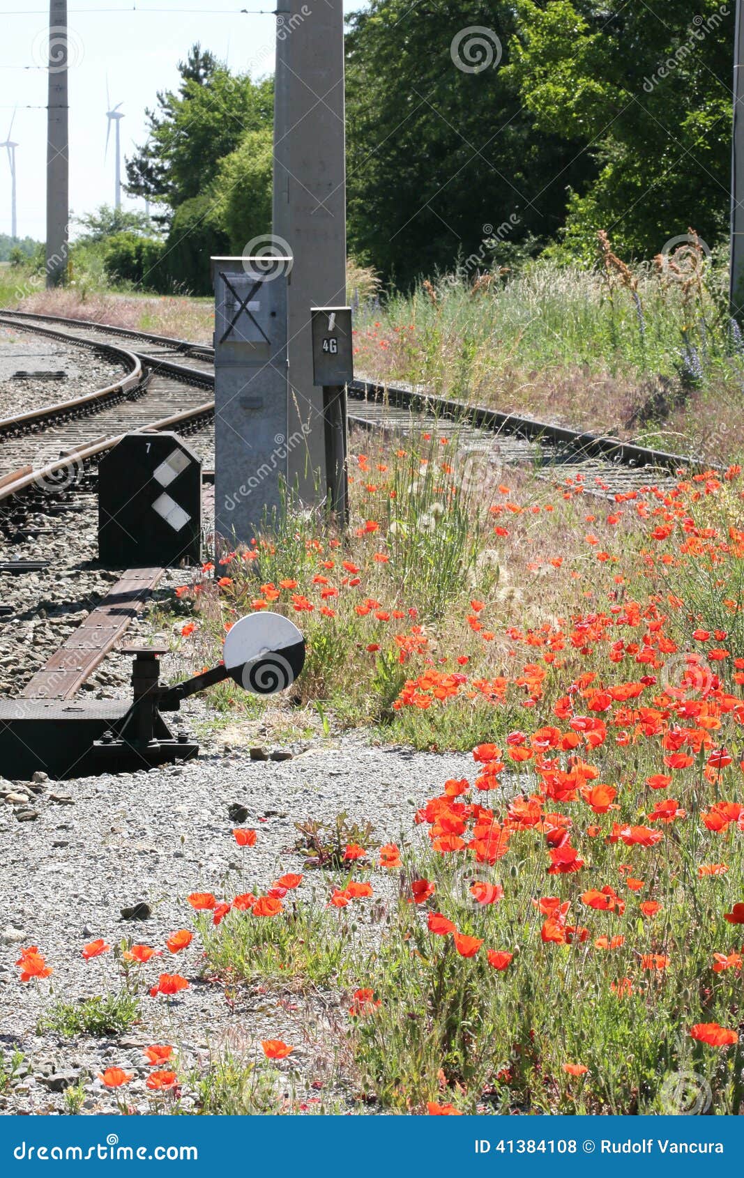 Poppies beside Railway Tracks Stock Photo - Image of trees, bushes ...