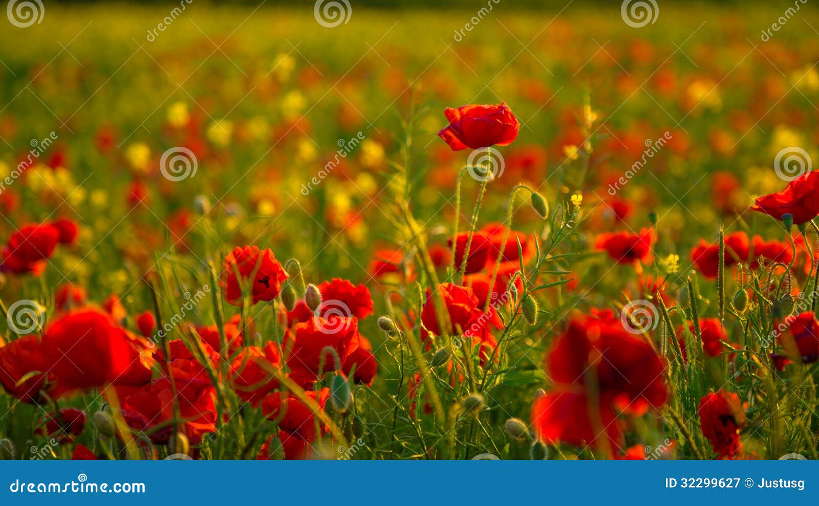 Poppies in Seed Field stock image. Image of sunlight - 32299627