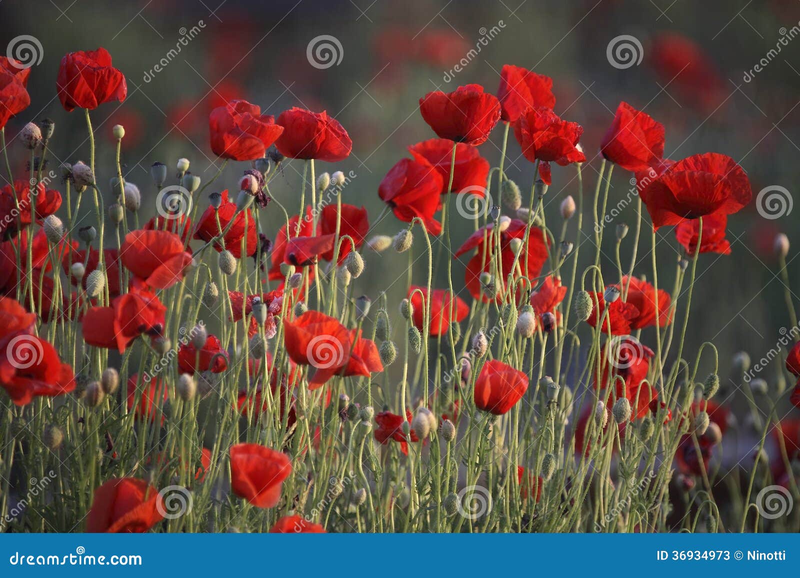 Poppies stock image. Image of idyllic, body, vibrant - 36934973