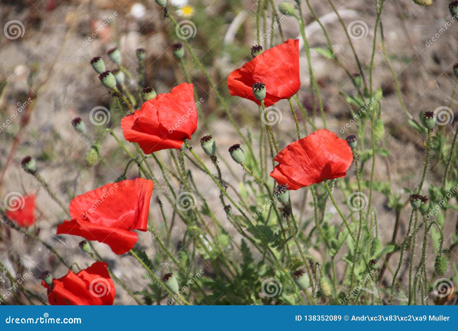 Poppies in Red Color at the Side of the Road in the Netherlands. Stock ...