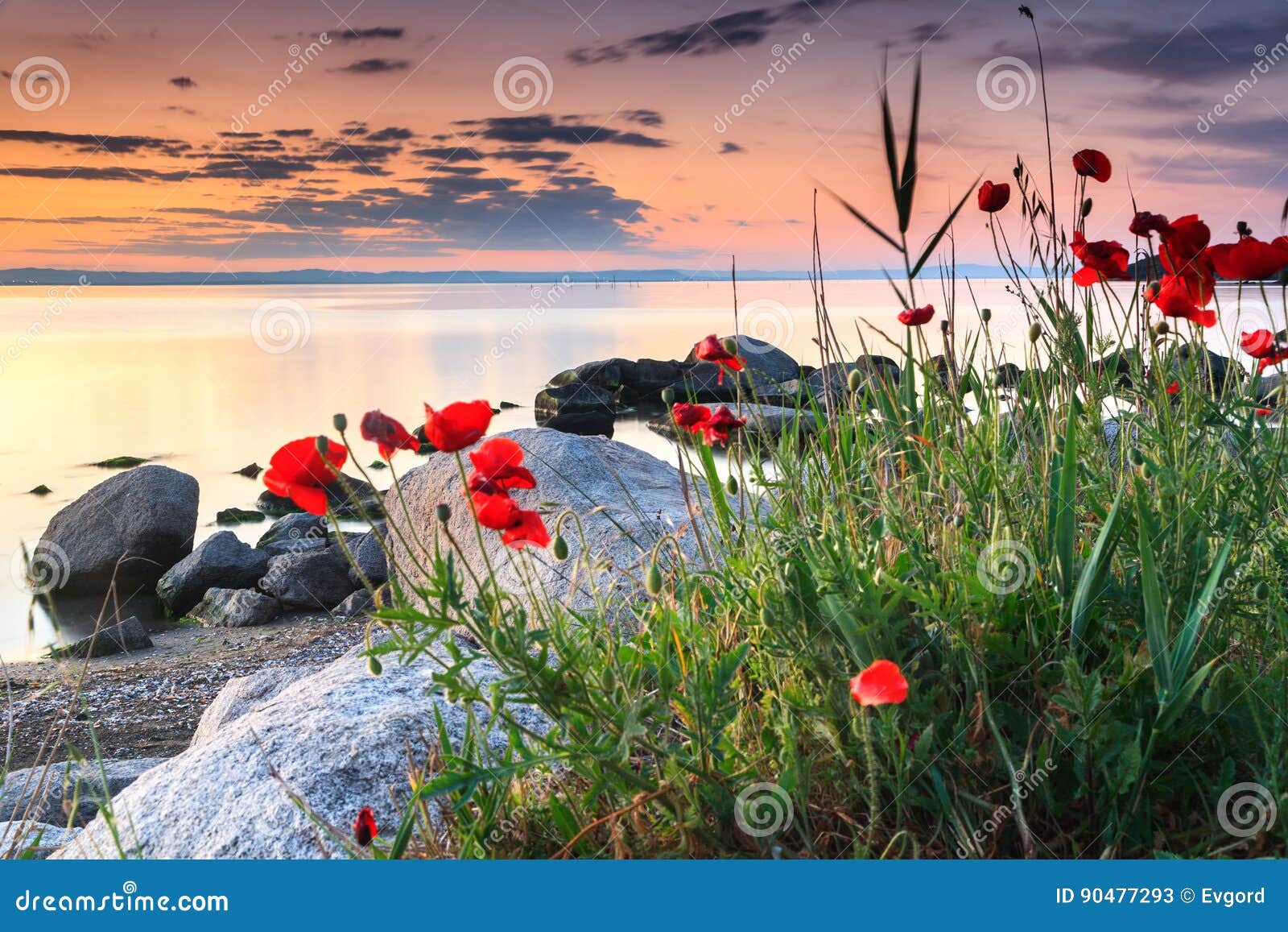 Poppies by the sea stock image. Image of dusk, tranquility - 90477293