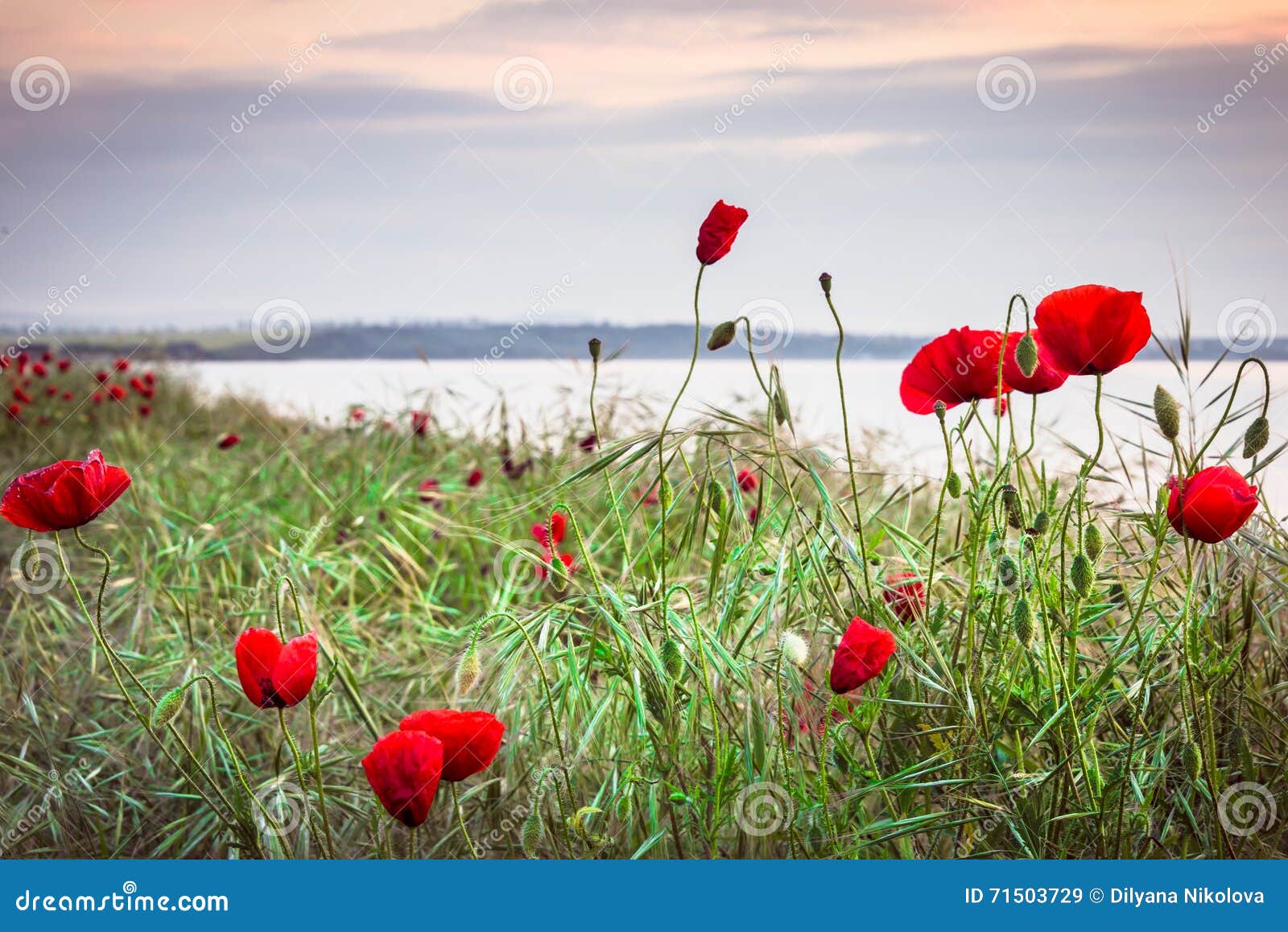 Poppies on the Sea Shore at Sunrise Stock Image - Image of plant ...