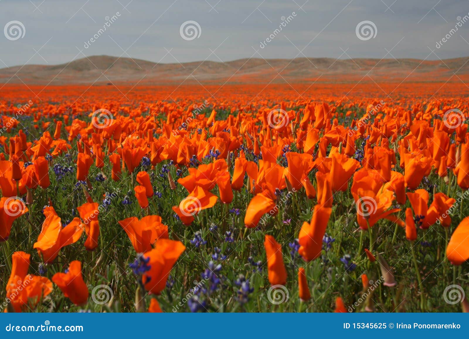 Poppies in the spring stock image. Image of valley, california - 15345625