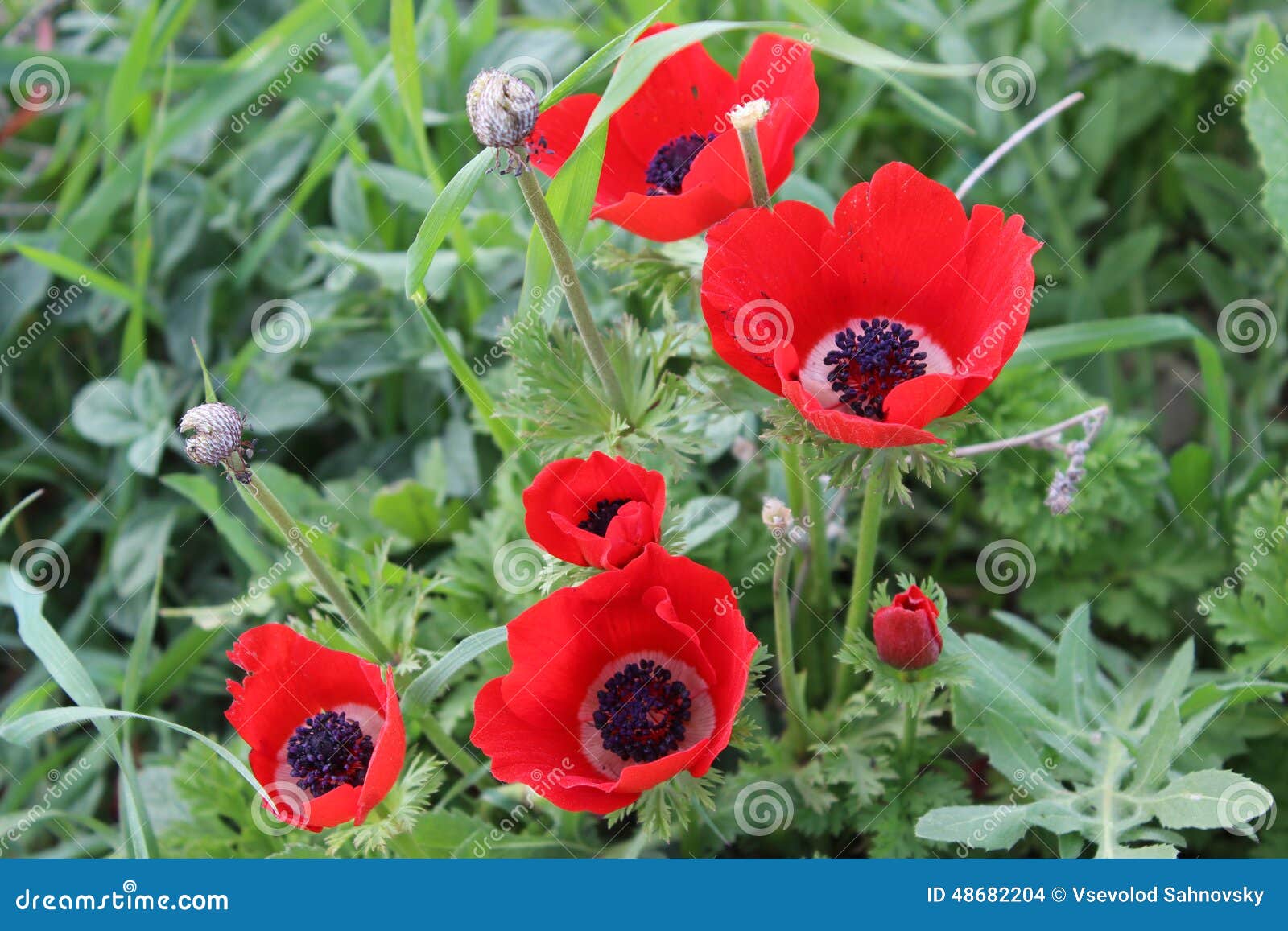Poppies in spring stock photo. Image of israel, flower - 48682204