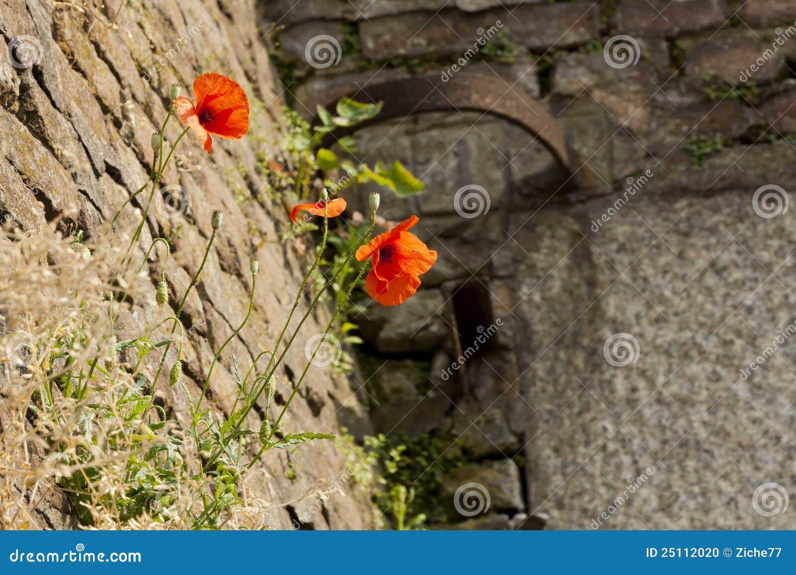 Poppies on the stones stock photo. Image of nature, flower - 25112020