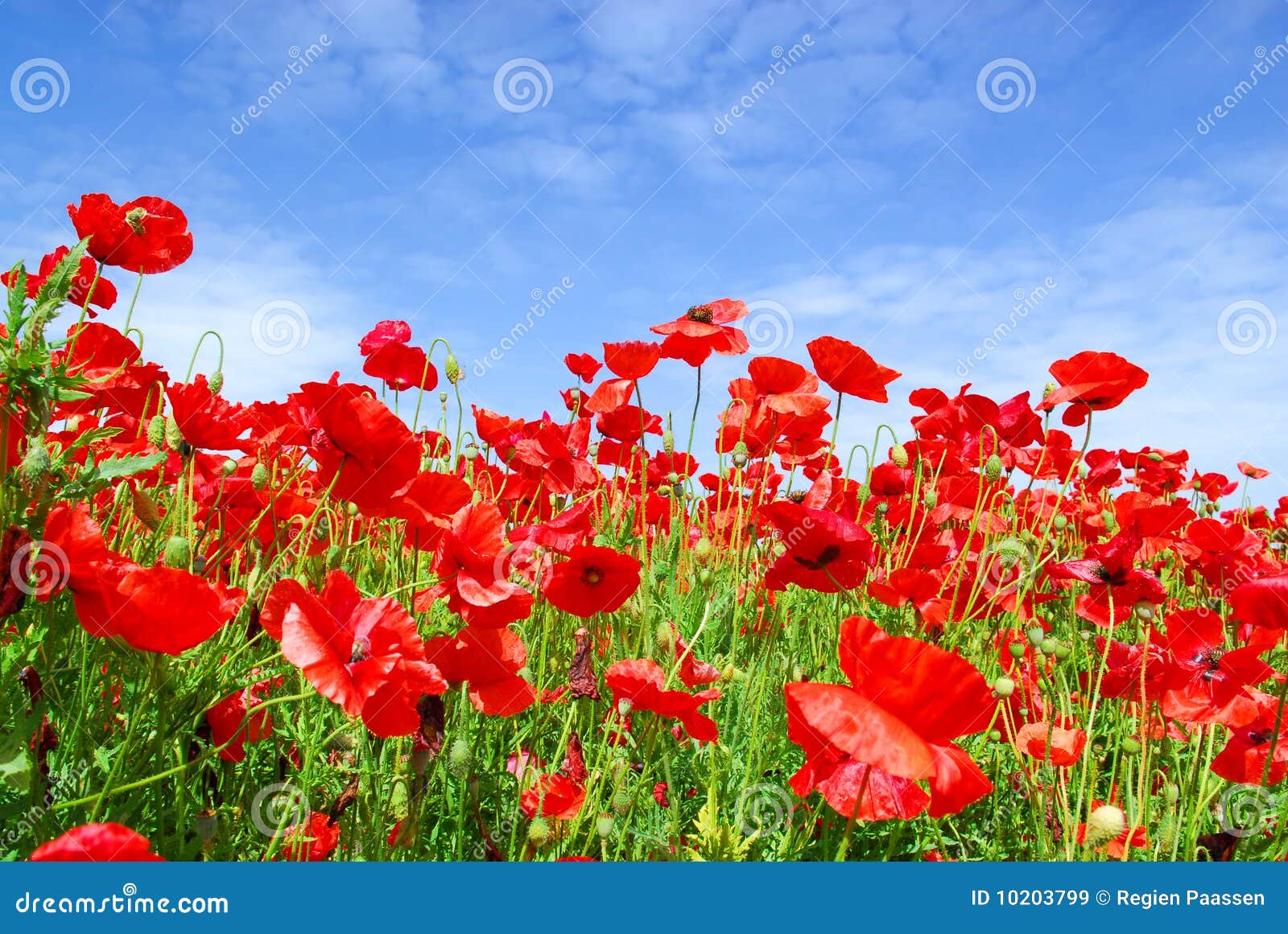 Poppies in summer stock image. Image of flower, life - 10203799