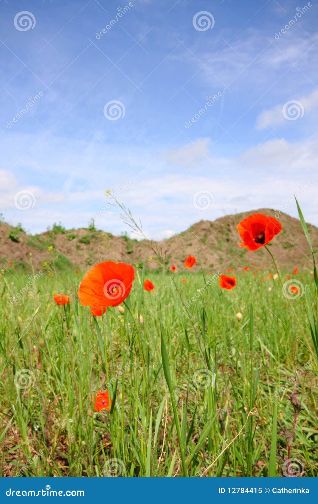 Poppies in summer stock image. Image of field, grass - 12784415