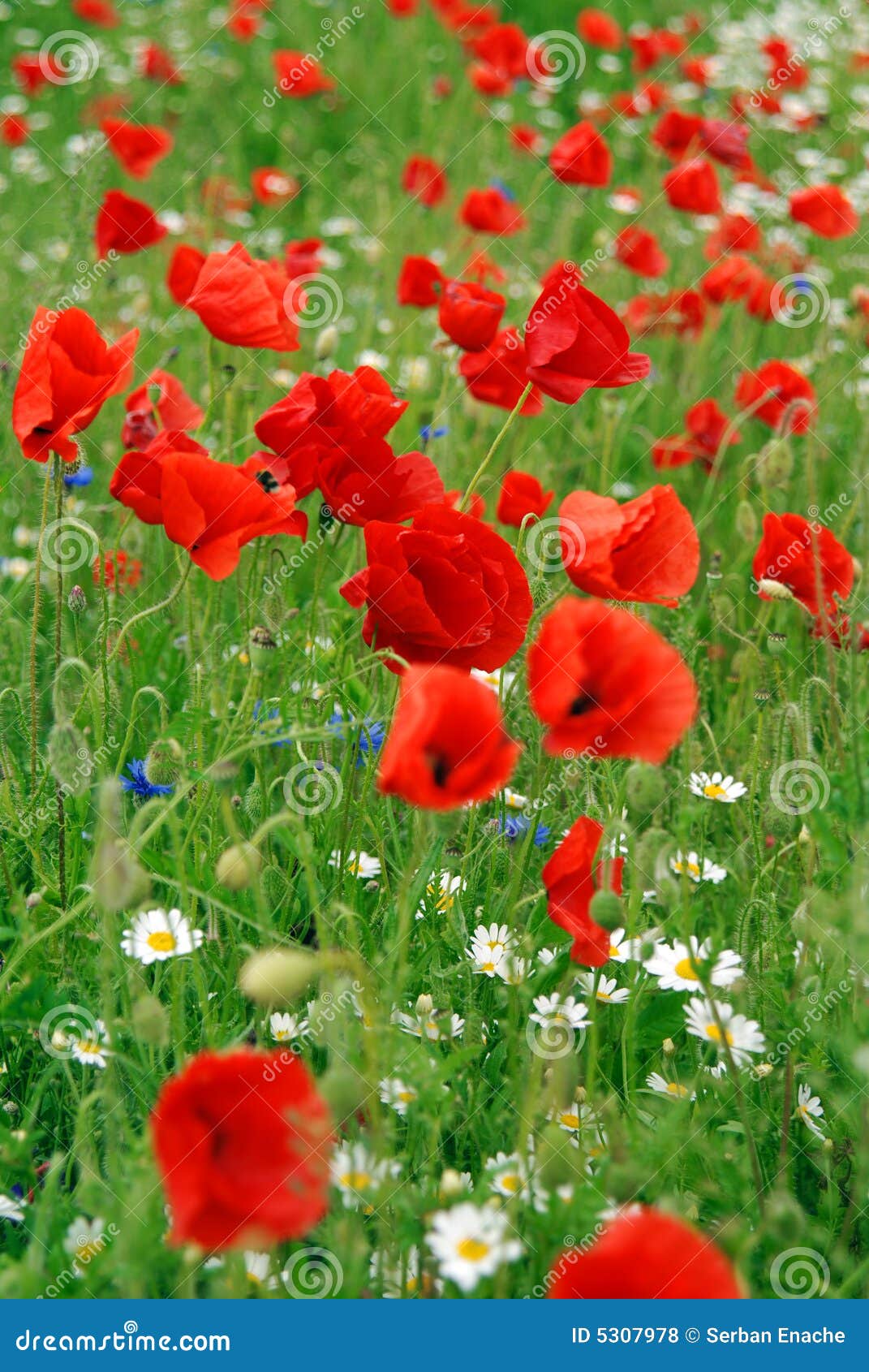 Poppies in summer field stock photo. Image of countryside - 5307978