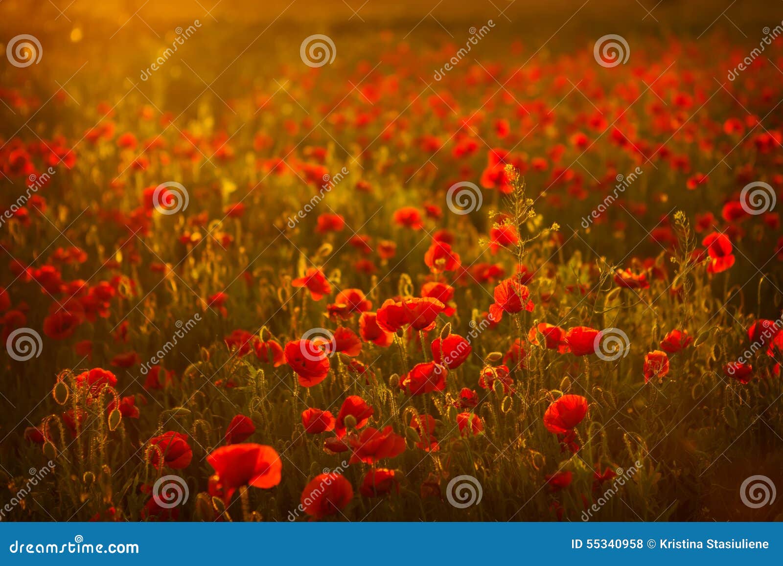 Poppies at sunset stock photo. Image of summer, farm - 55340958