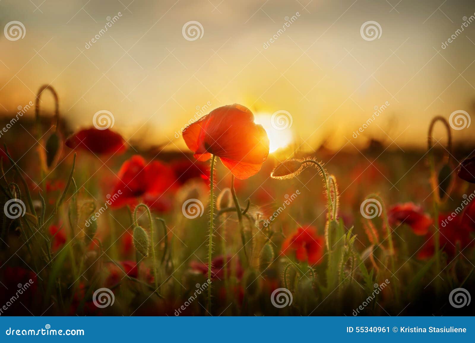 Poppies at sunset stock image. Image of bright, landscape - 55340961