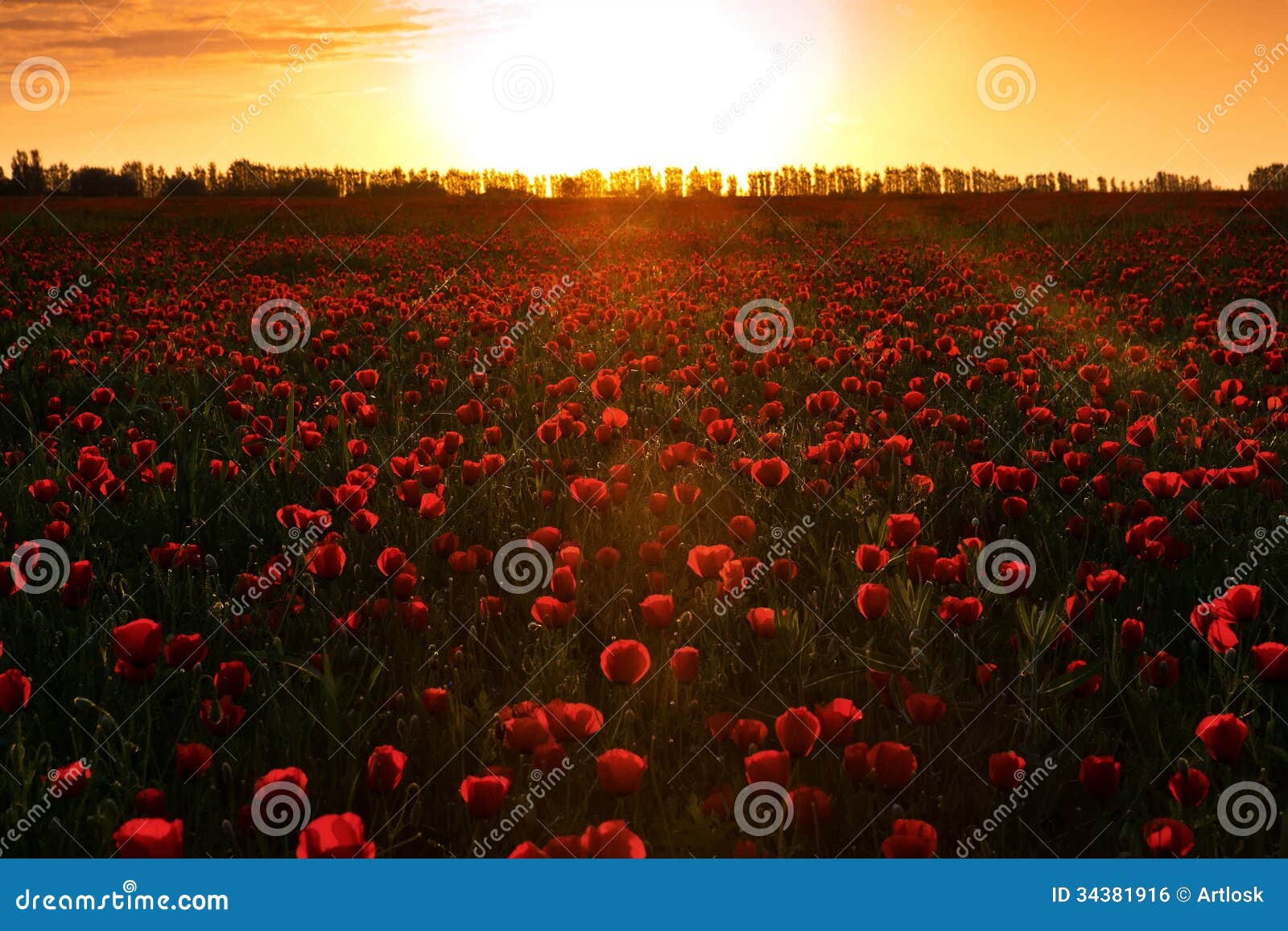 Poppies at sunset stock photo. Image of heat, landscaped - 34381916