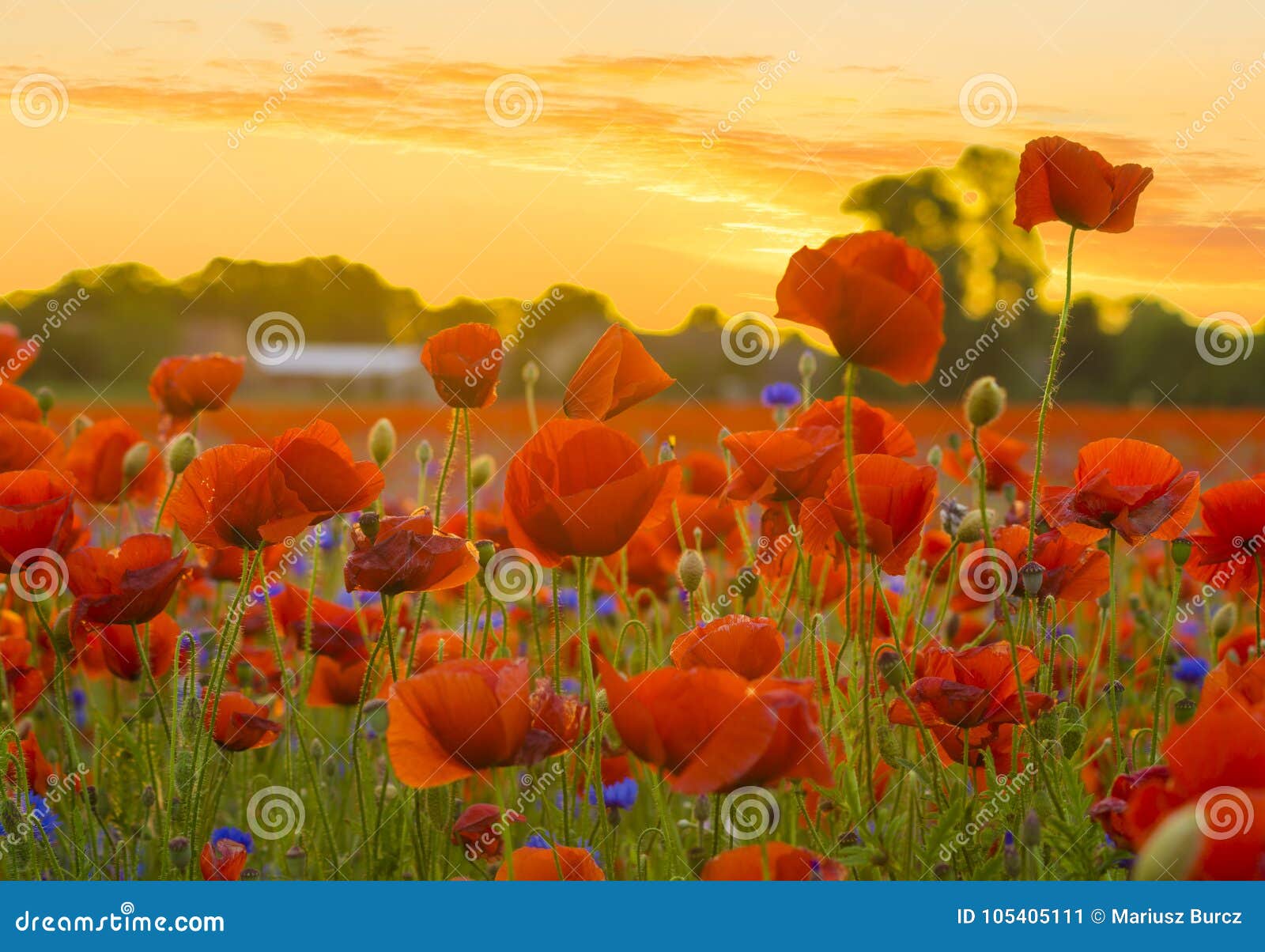 Poppies in sunset light stock image. Image of beauty - 105405111