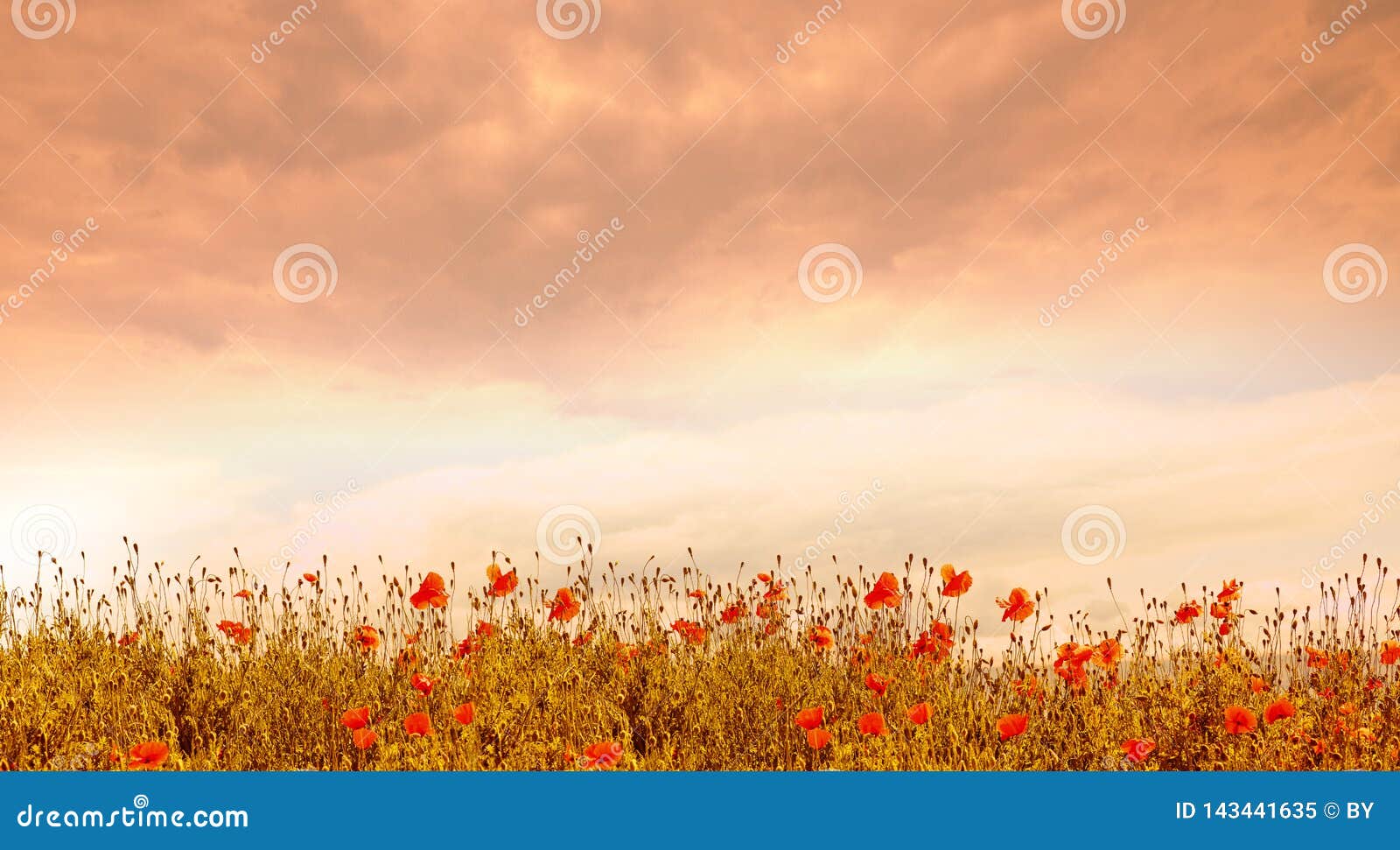 Poppies at Sunset stock image. Image of nature, poppies - 143441635