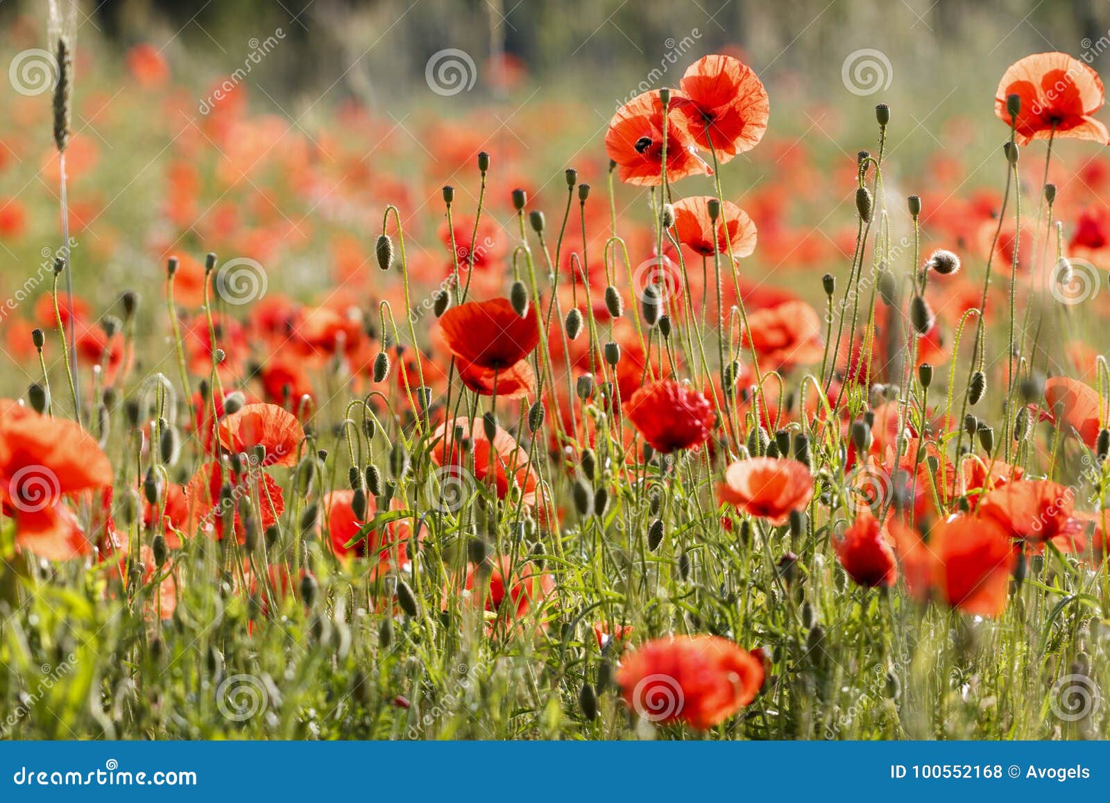 Poppies stock photo. Image of typical, green, dutch - 100552168