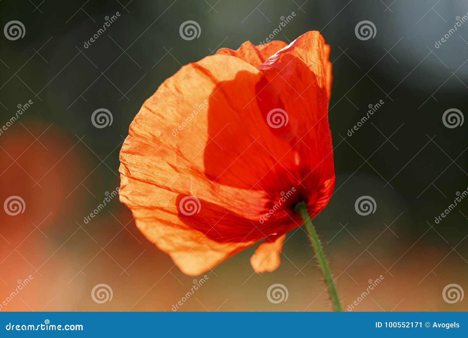 Poppies stock image. Image of spring, poppy, field, farm - 100552171
