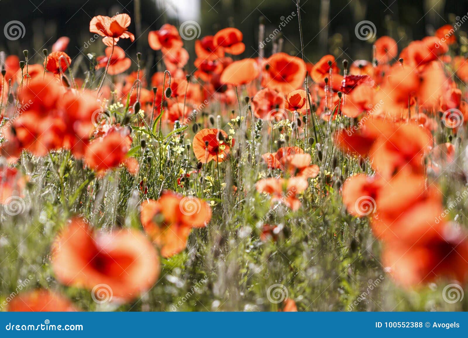 Poppies stock photo. Image of farm, coquelicot, dutch - 100552388