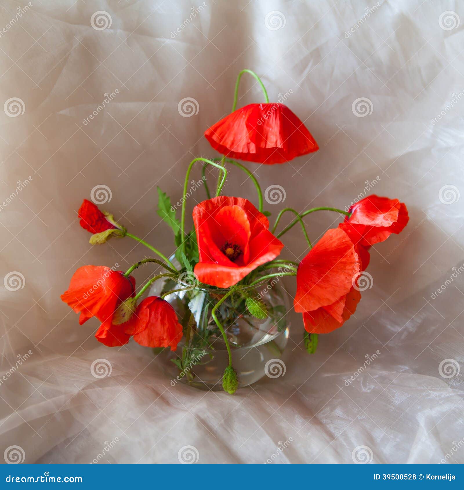 Poppies stock photo. Image of bright, beauty, beautiful - 39500528