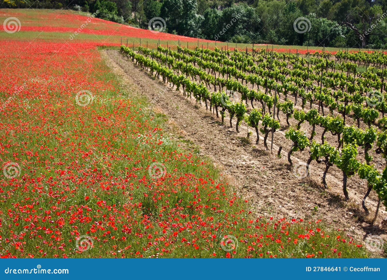 Poppies and Vines stock image. Image of trees, grape - 27846641