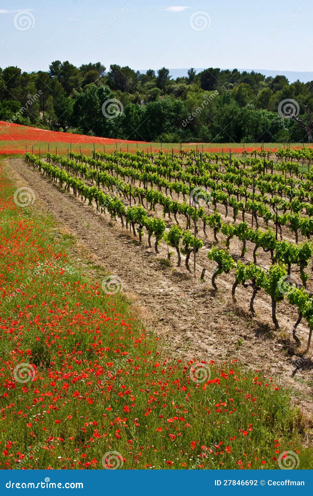 Poppies and Vineyard stock photo. Image of green, trees - 27846692