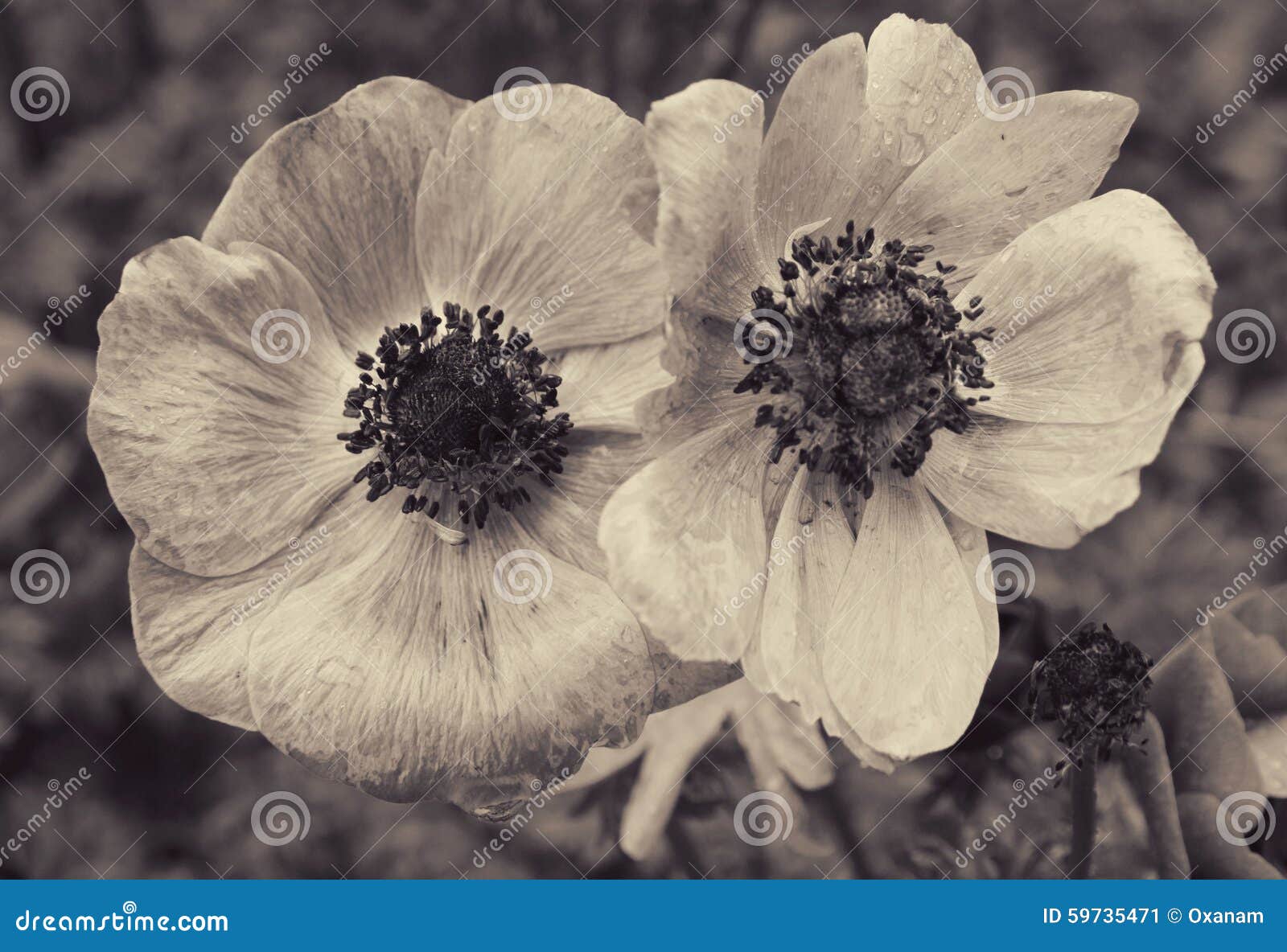 Poppies with Water Drops. in Sepia Toned. Retro Style Stock Image ...