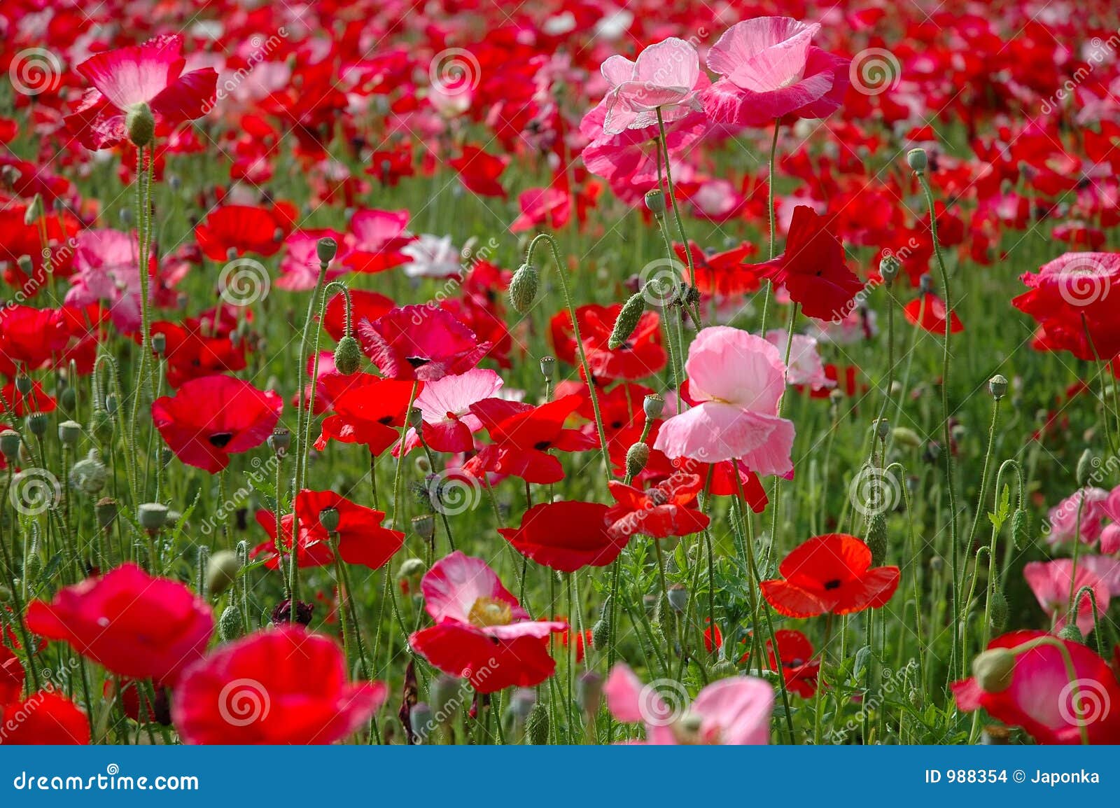 The poppis stock photo. Image of rosy, field, poppy, flower - 988354
