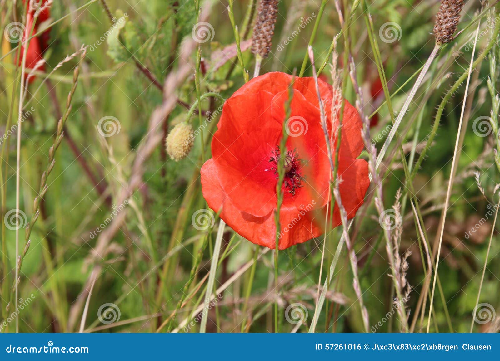 Poppiy and Grass in Sunlight Stock Photo - Image of poppiy, roadside ...
