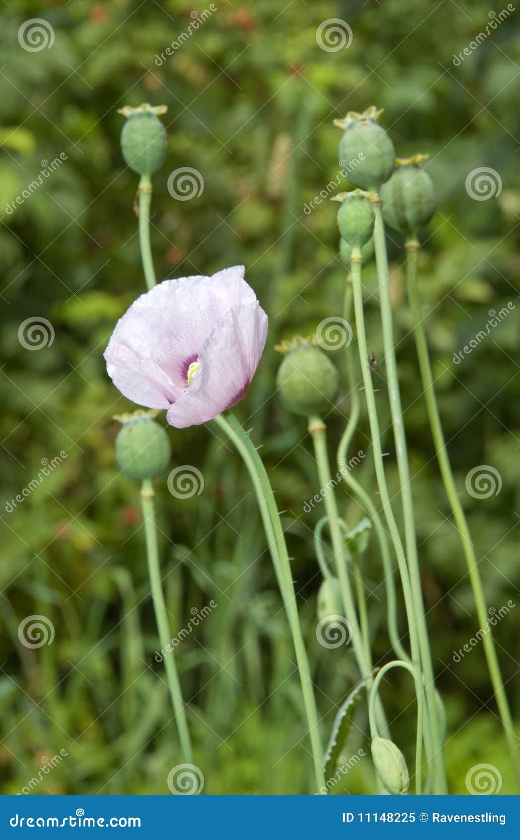 Poppy stock image. Image of fruits, head, codeine, pink - 11148225