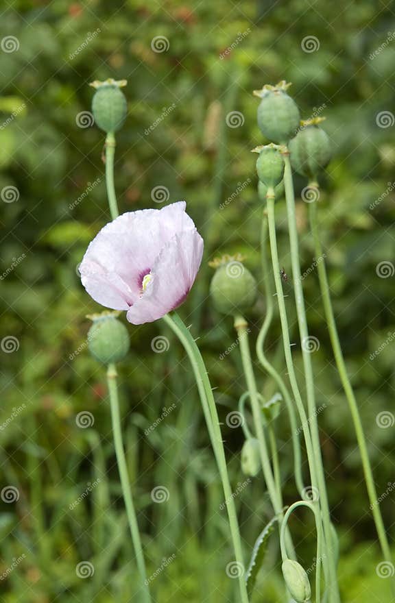 Poppy stock image. Image of fruits, head, codeine, pink - 11148225