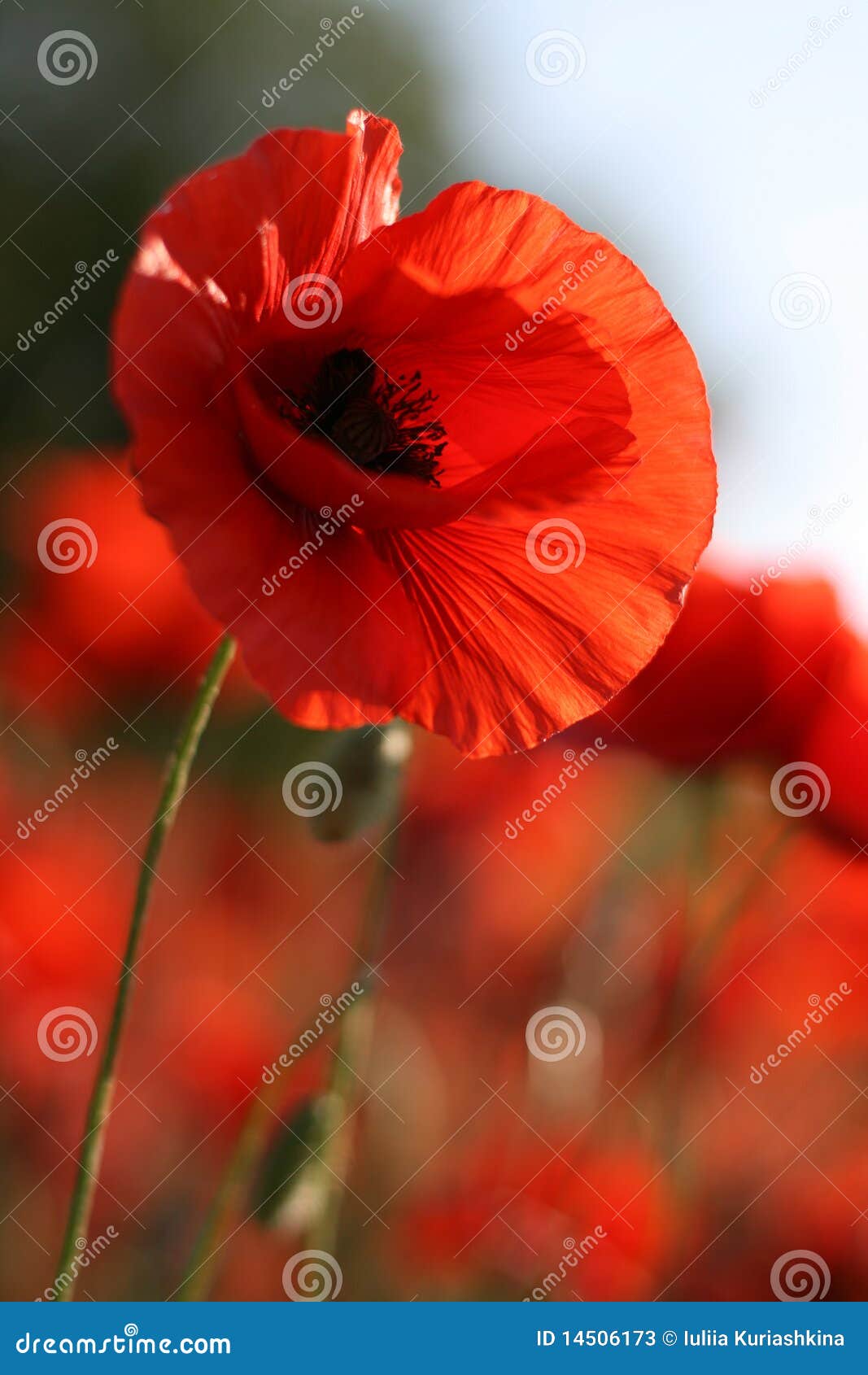 Poppy stock image. Image of herbal, land, bloom, countryside - 14506173