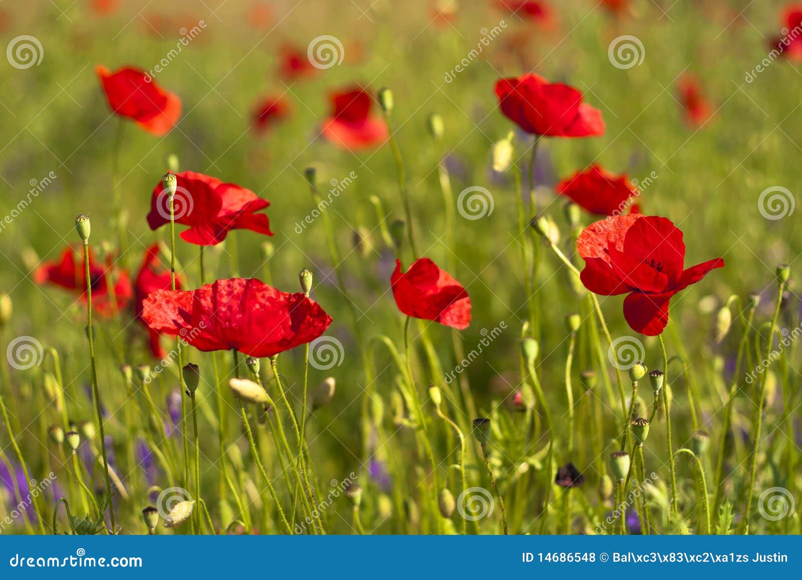 Poppy stock photo. Image of green, colored, fresh, colorful - 14686548