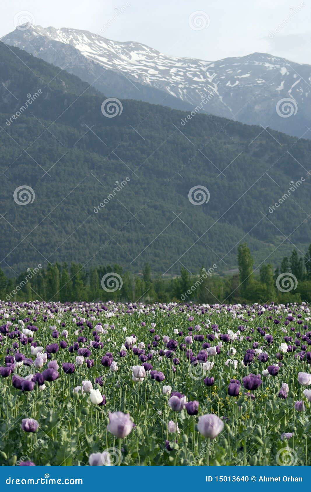 Poppy stock photo. Image of tree, spring, nature, snow - 15013640