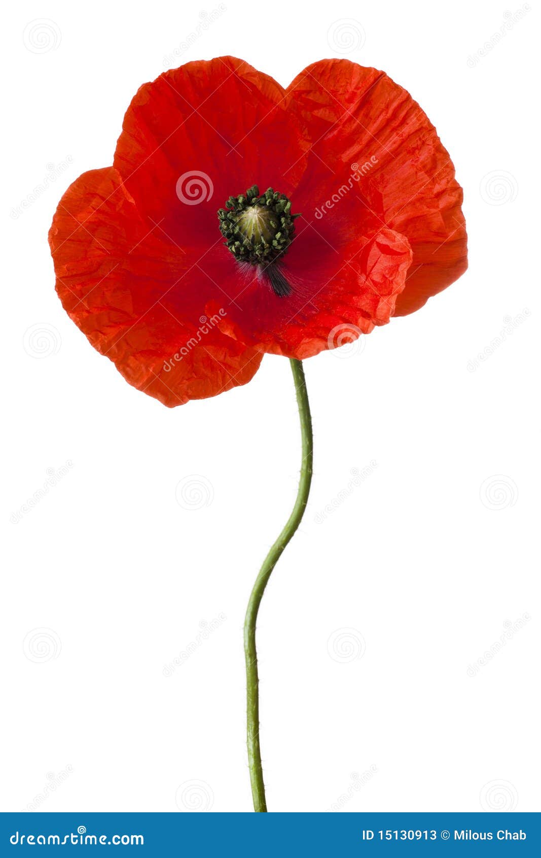Poppy stock image. Image of nature, rural, isolated, remembrance - 15130913